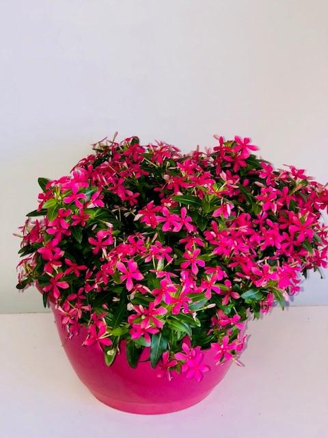 VINCA SOIREE-SOI KAWAII PINK-10PTPK 8~24~18 WK35