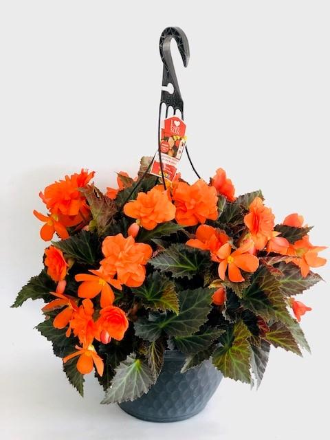 BEGONIA ICONIA-PORTOFINO HOT ORANGE-12HB 2~6~19 WK7