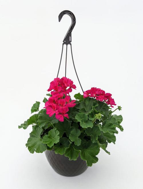 GERANIUM-TANGO VIOLET-10HB