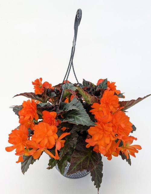 BHG BEGONIA ICONIA-PORTOFINO HOT ORANGE-12HB