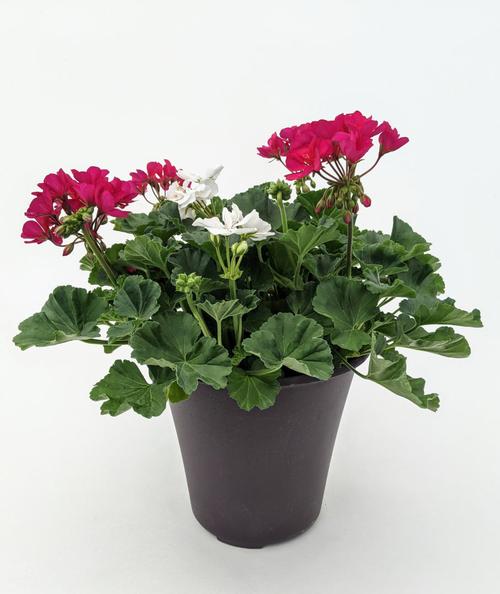 GERANIUM-TANGO VIOLET-10PT