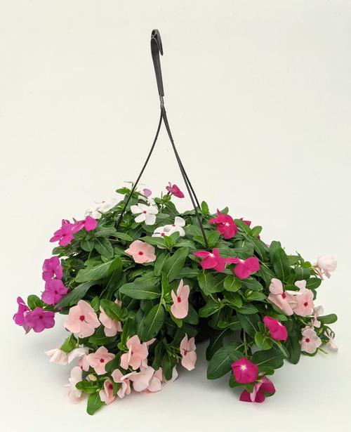 VINCA TRAILING-CORA CASCADE MIX-10HB