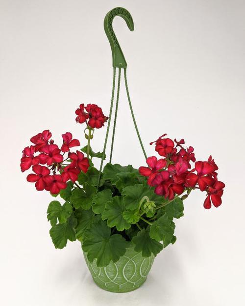GERANIUM SARITA-SARITA SUNSTAR RED-8HB