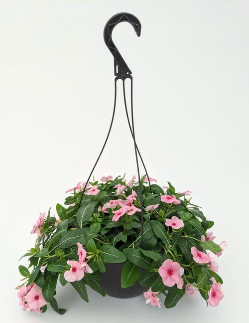VINCA TRAILING-CORA CASCADE STRAWBERR-10HB