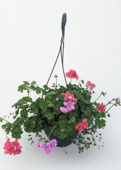 BHG GERANIUM IVY JAZZ-GBF LT LAVEN+MELON COM-12HB