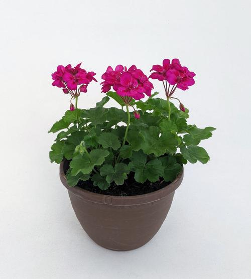 GERANIUM CALLIOPE COLO-CALLIOPE VIOLET MED-10CPWH