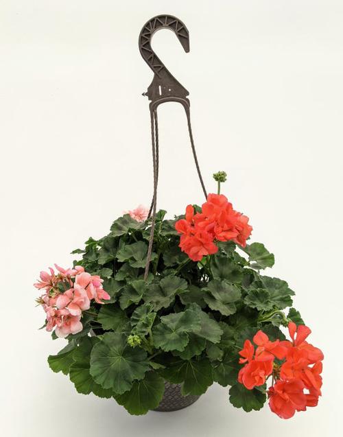 BHG GERANIUM JAZZ-SAV CORAL+LT SALM COMP-12HB