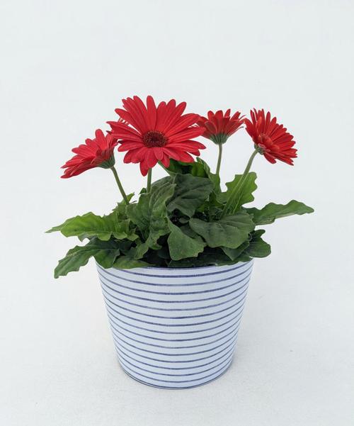 BHG GERBERA DAISY BLUE-JAGUAR SCARLET SH DK E-8PHBS