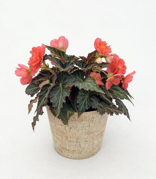 BHG BEGONIA ICONIA COR-BACIO SALMON-8PHCO