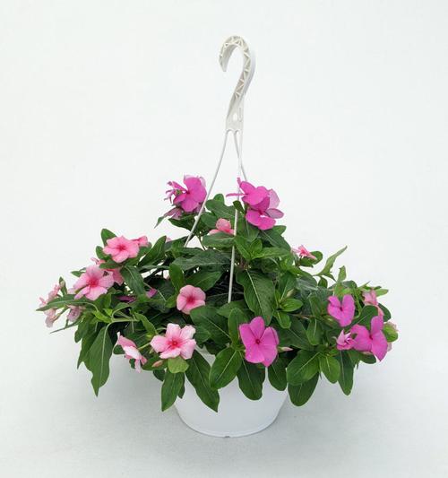 VINCA TRAILING DUO-CORA LILAC+STRAWBERRY-10HB