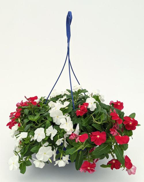 VINCA TRAILING PATRIOT-RED + WHITE-10HBBL