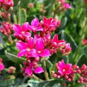 Kalanchoe Kalanchoe Ann (Purple) from American Farms
