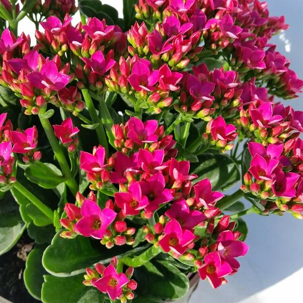 Kalanchoe Kalanchoe Poseidon (Purple) from American Farms