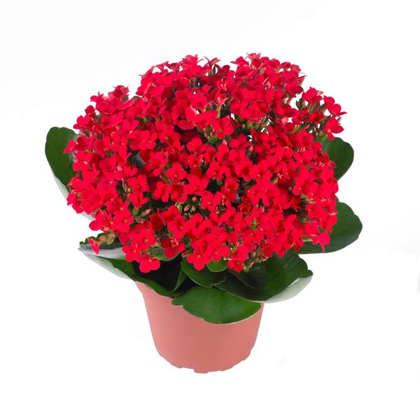 Kalanchoe Kalanchoe Rodan (Red) from American Farms