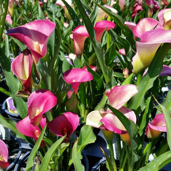 Calla Lily Lily - Calla (Zantedeschia) Ruby Sensation Red from American ...