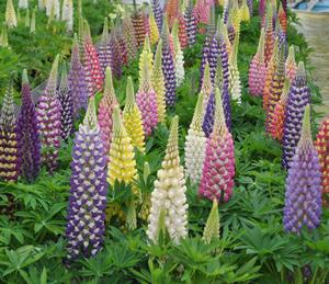 Lupine Lupine Staircase Mix from American Farms