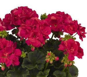 Geranium Big Eeze Geranium (Pelargonium) Big Eeze Neon Violet from ...