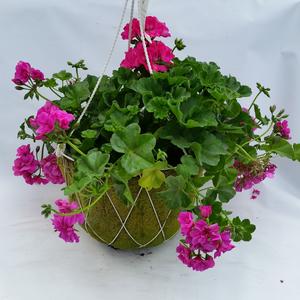 Geranium Ivy Moss HB Geranium (Pelargonium) Blue & Fuchsia from ...