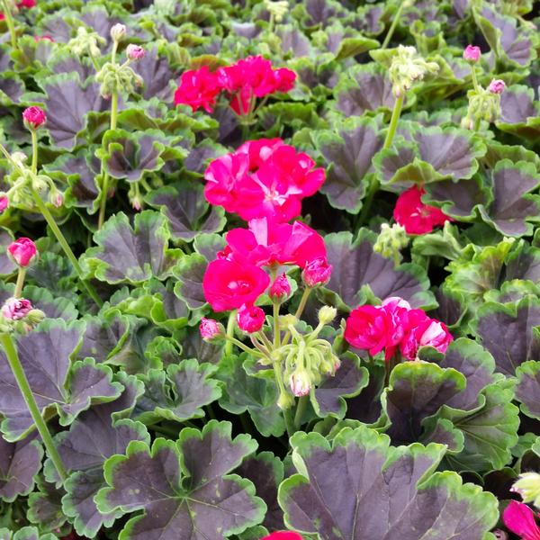 Geranium Brocade Geranium (Pelargonium) Brocade Cherry Night from ...
