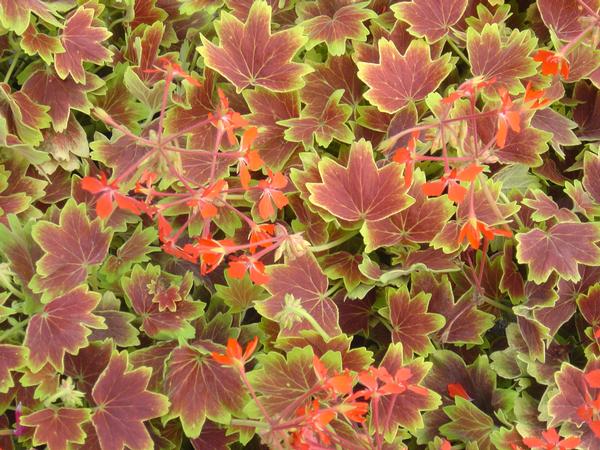 Geranium Brocade Geranium (Pelargonium) Brocade Vancouver Centenl from ...