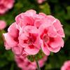 Geranium Calliope Geranium (Pelargonium) Calliope Pink Flame from ...