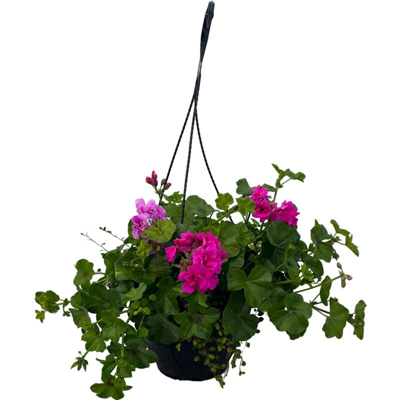 Geranium Ivy Jazz Geranium Ivy Jazz Great Balls of Fire Blue & Light ...