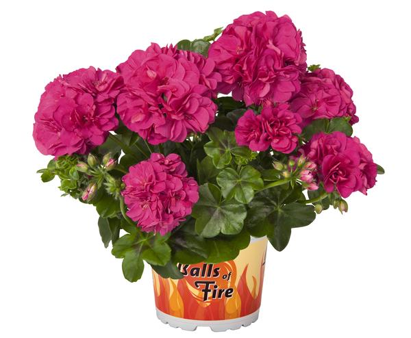 Geranium Ivy Jazz Geranium Ivy Jazz Great Balls of Fire Blue' With ...