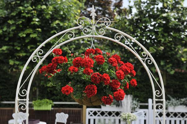 Geranium Ivy Jazz Geranium Ivy Jazz Great Balls of Fire Dark Red' With ...