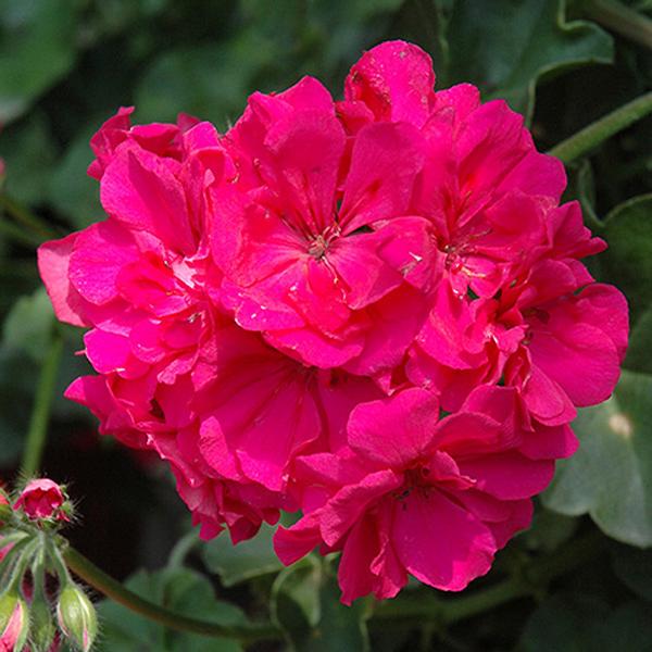 Geranium Ivy Geranium Ivy (Pelargonium) Great Balls of Fire Deep Rose ...