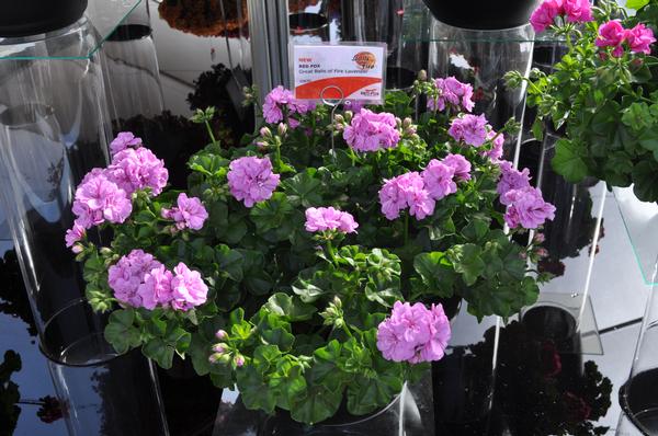 Geranium Ivy Geranium Ivy Jazz Great Balls of Fire Light Lavender' W ...