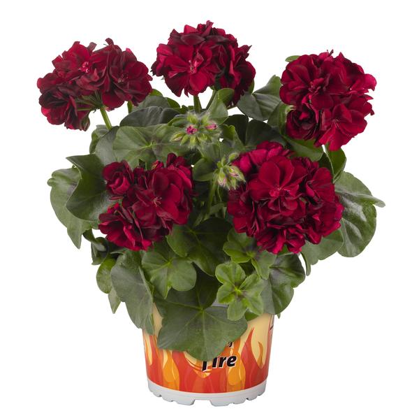 Geranium Ivy Geranium Ivy (Pelargonium) Great Balls of Fire Merlot from ...