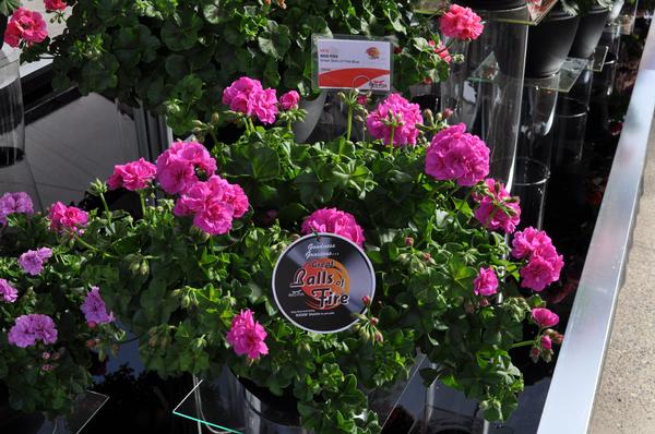 Geranium Ivy Geranium Ivy (Pelargonium) Great Balls of Fire Violet Blue ...