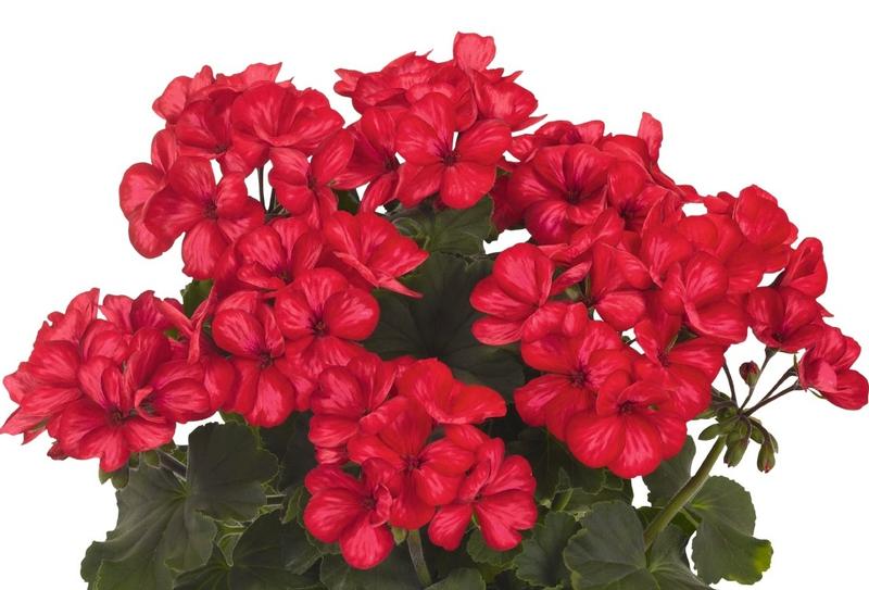 Geranium Sarita Geranium Sarita Sarita Sunstar Red from American Farms