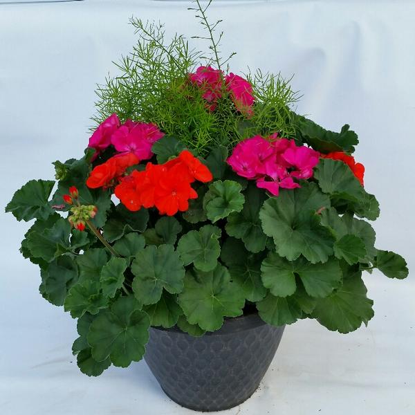 Geranium Jazz Geranium Jazz Savannah Blue' & Savannah Orange' With ...