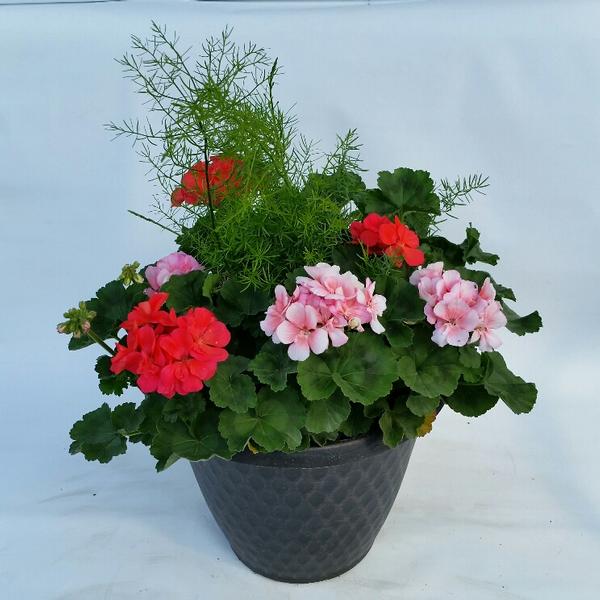 Geranium Jazz Geranium Jazz Savannah Coral' & 'Savannah Lt. Salmon ...