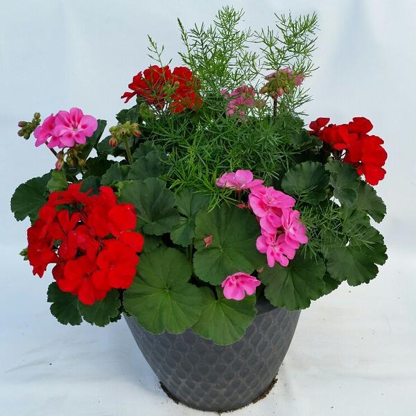 Geranium Jazz Geranium Jazz Savannah Pink' & 'Savannah Red' from ...