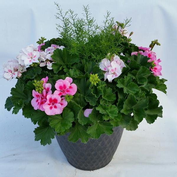 Geranium Jazz Geranium Jazz Savannah Pink Splash' & 'Savannah White' W ...