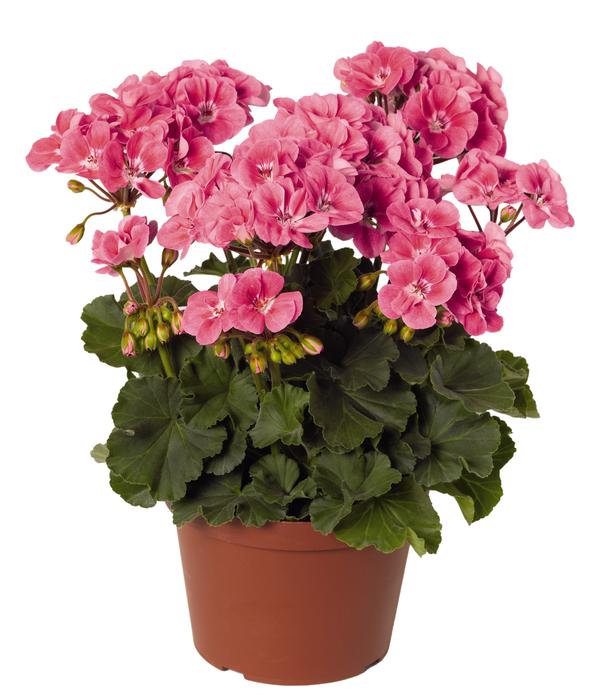 Geranium Geranium (Pelargonium) Savannah Hot Pink Sizzle from American ...