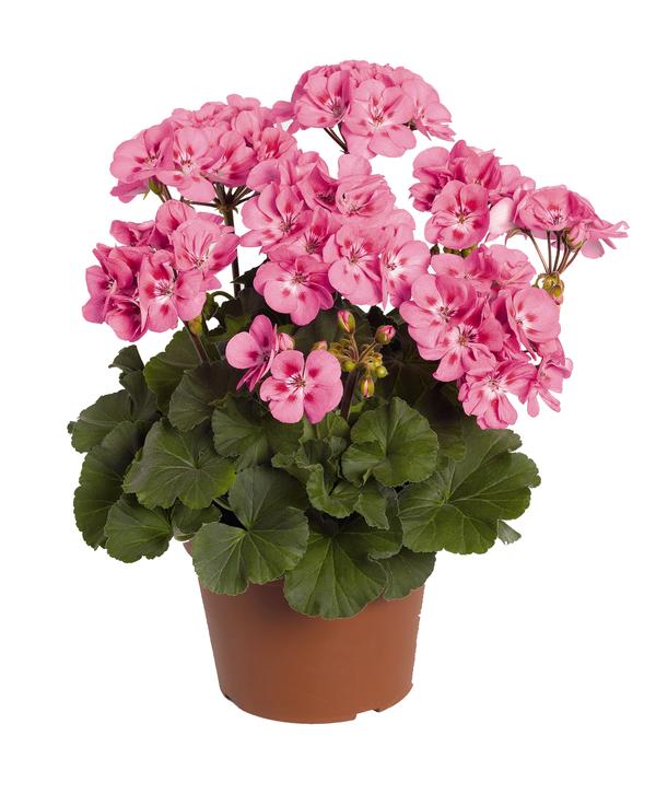 Geranium Geranium (Pelargonium) Savannah Pink from American Farms