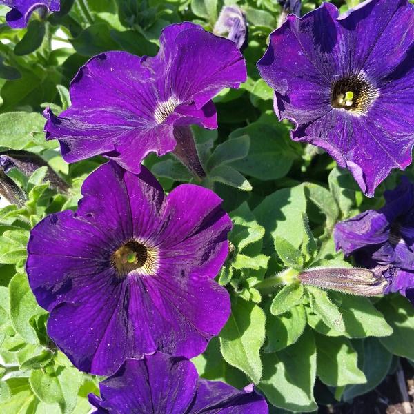 Petunia Petunia Crazytunia Lucky Lilac from American Farms