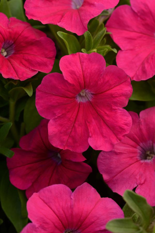 Petunia Petunia Pretty Flora Rose from American Farms