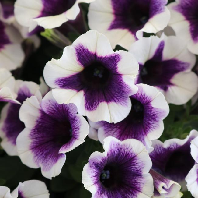 Petunia Petunia Potunia Purple Halo from American Farms