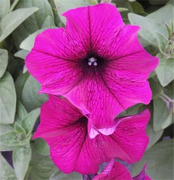 Petunia Petunia Success Burgundy from American Farms