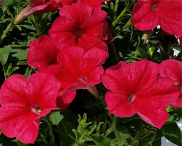 Petunia Petunia Success Coral from American Farms