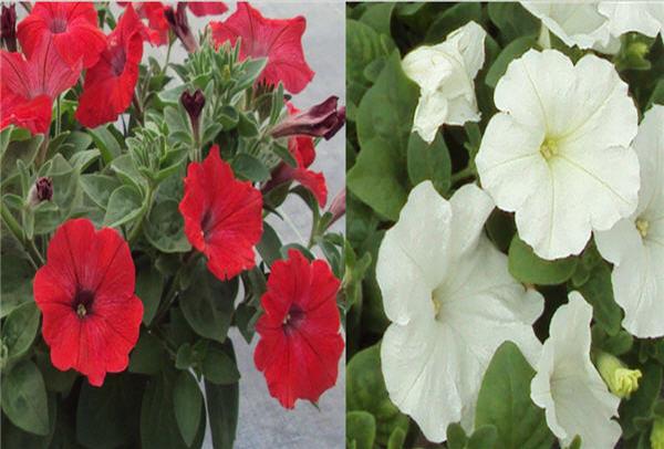 Petunia Petunia Success Red & White from American Farms