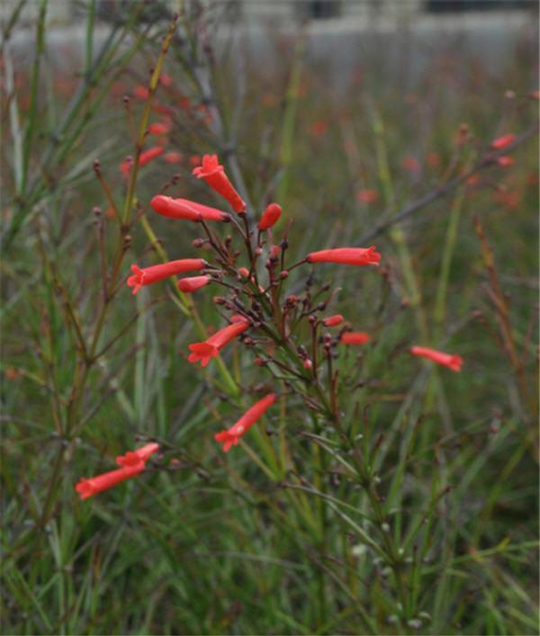 Russelia Russelia Red Firecracker from American Farms