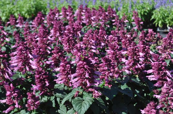 Salvia Salvia Splendens Vista Lavender from American Farms