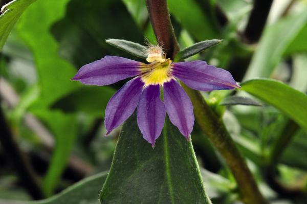 Scaevola Scaevola Scala Blue from American Farms