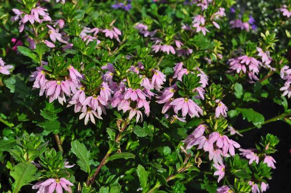 Scaevola Scaevola Scalora Topaz Pink from American Farms