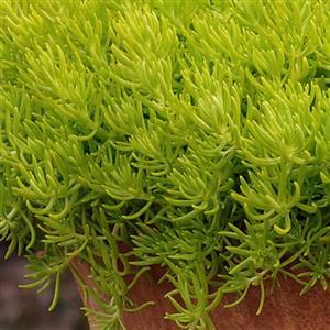 Sedum Sedum Lemon Ball from American Farms